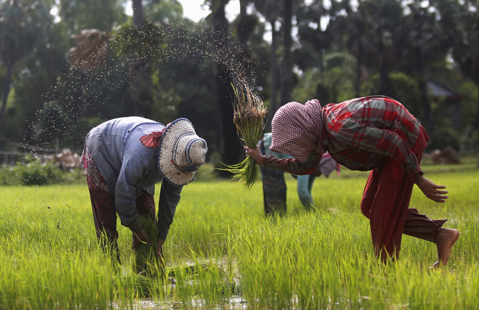 Asia and the Pacific | United Nations Development Programme
