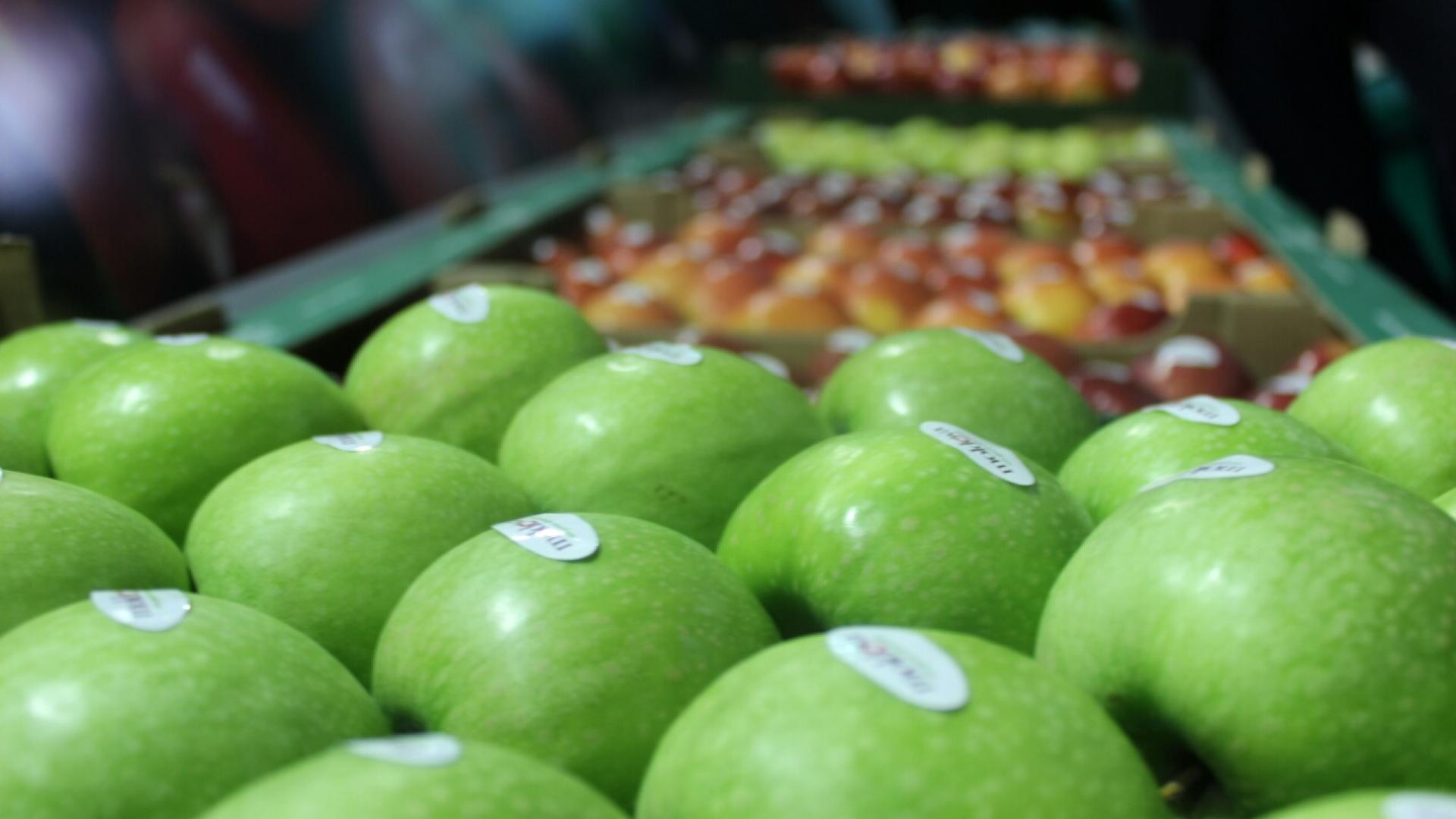 Taste makes the difference: Moldovan fresh fruit producers exhibit at ...