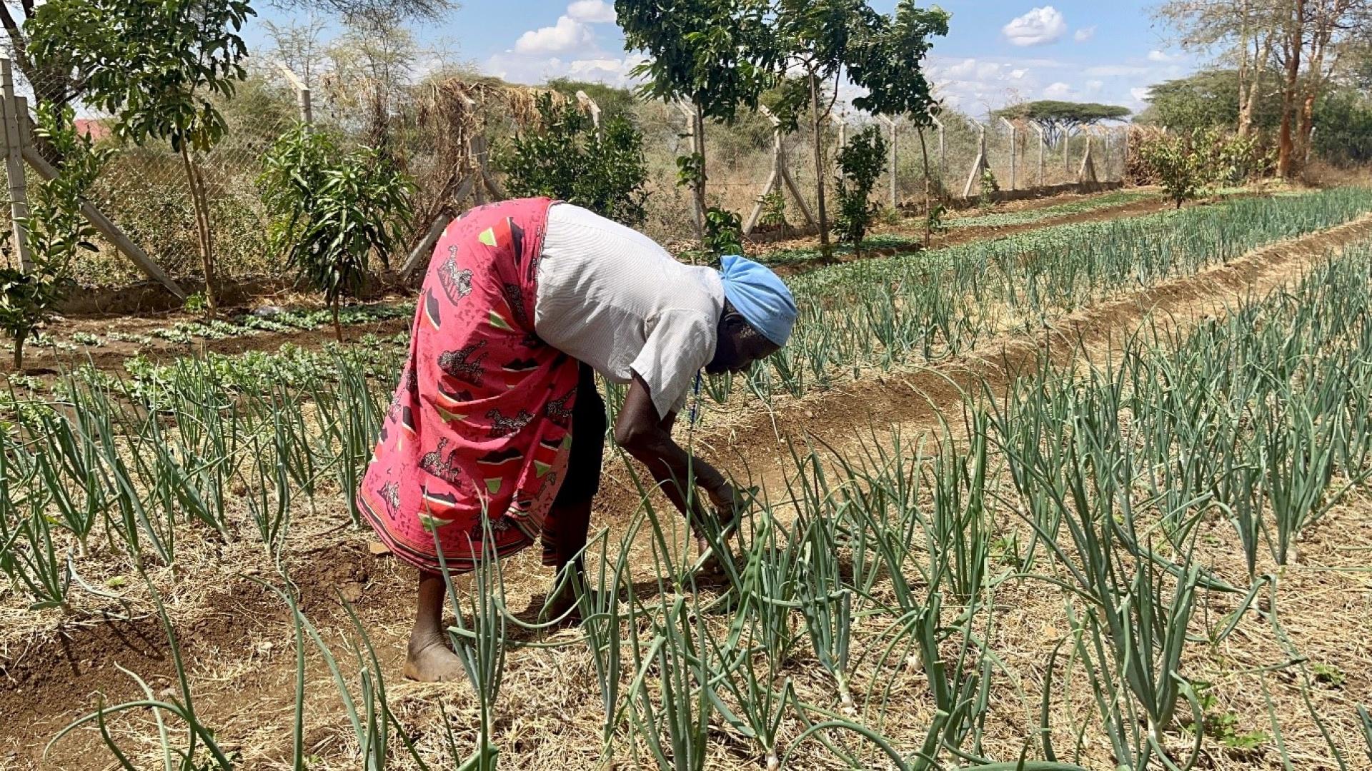 Govt, UNDP and FAO project boosts food production in Karamoja | United ...