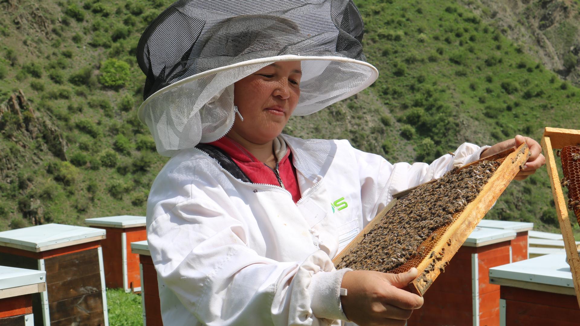 Introducing best practices of Russia to beekeepers in Kyrgyzstan ...