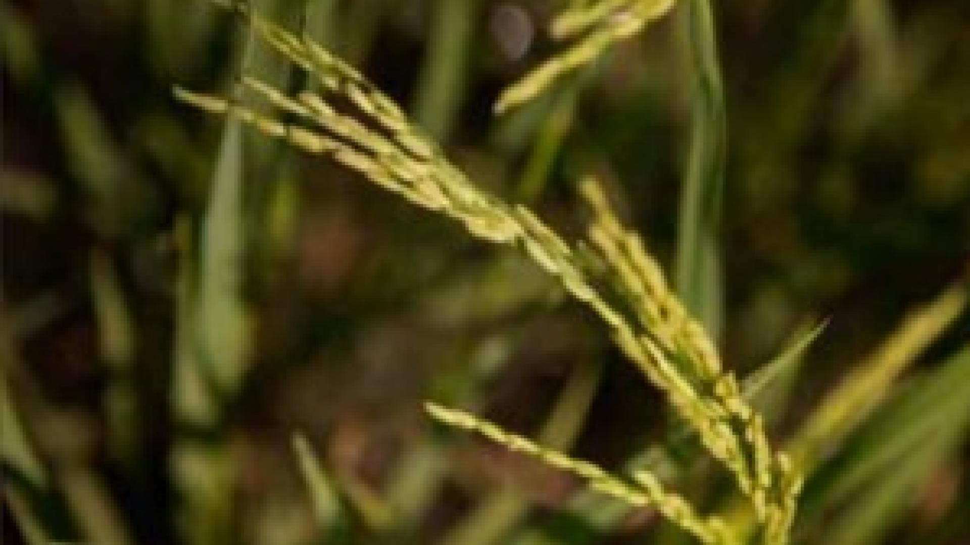 Rice Policy Discussion Paper | United Nations Development Programme