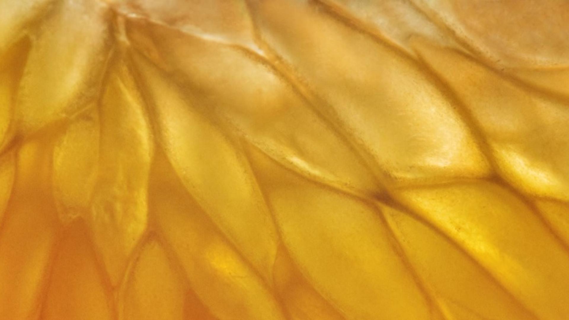 What Is 10 Kg Of Citrus Waste Worth United Nations Development Programme What Is 10 Kg Of Citrus Waste Worth United Nations Development Programme