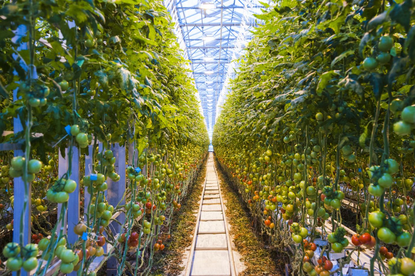 industrial agro based