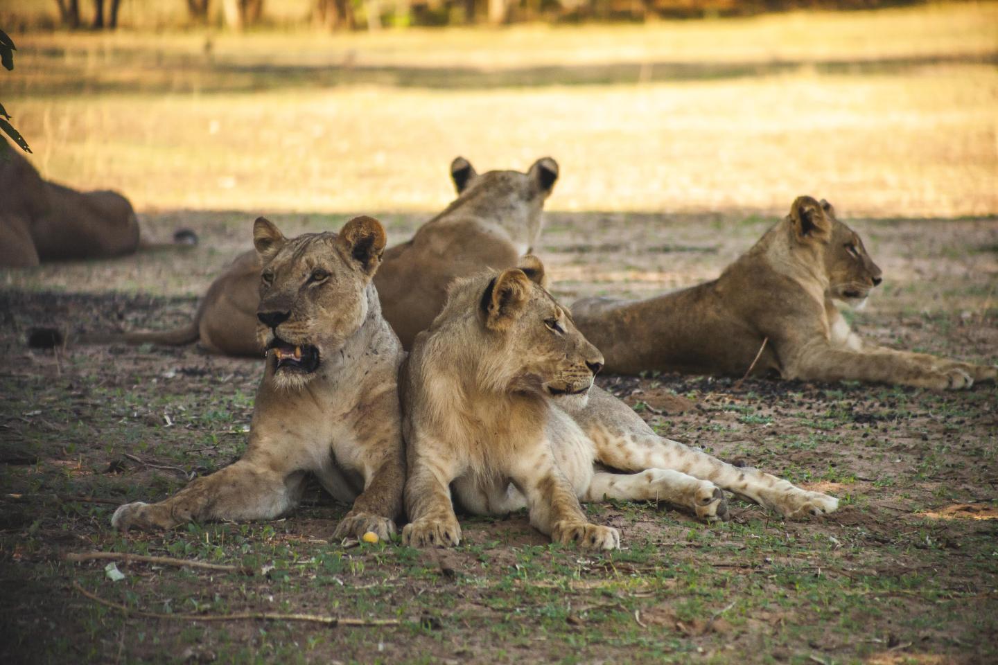 Zambezi Valley Biodiversity Project (GEF 6) | United Nations ...