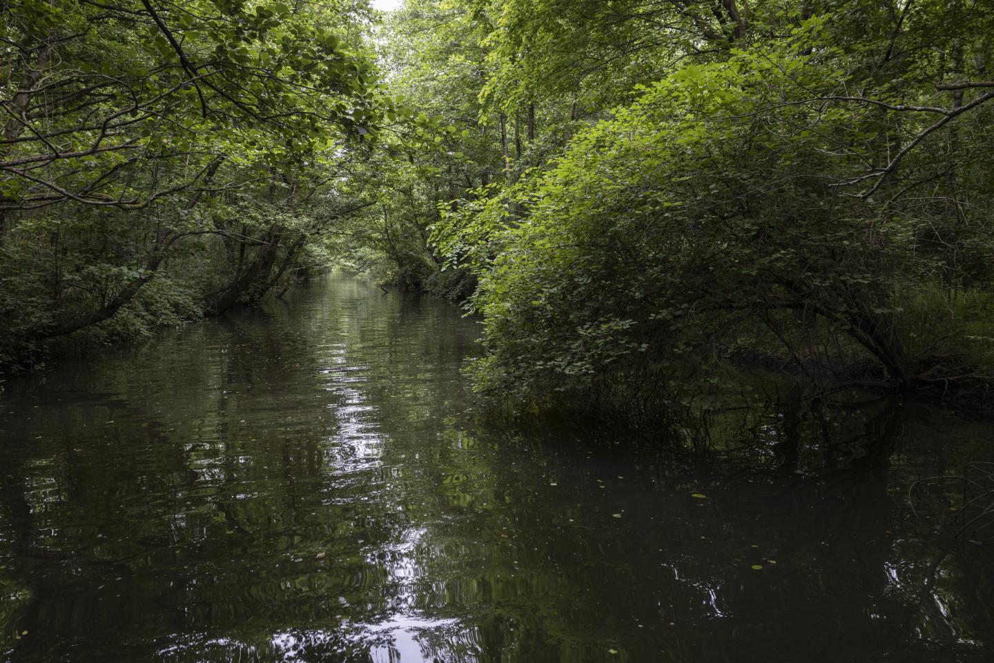 UNESCO to Protect Colchic Rainforests and Wetlands | United Nations ...