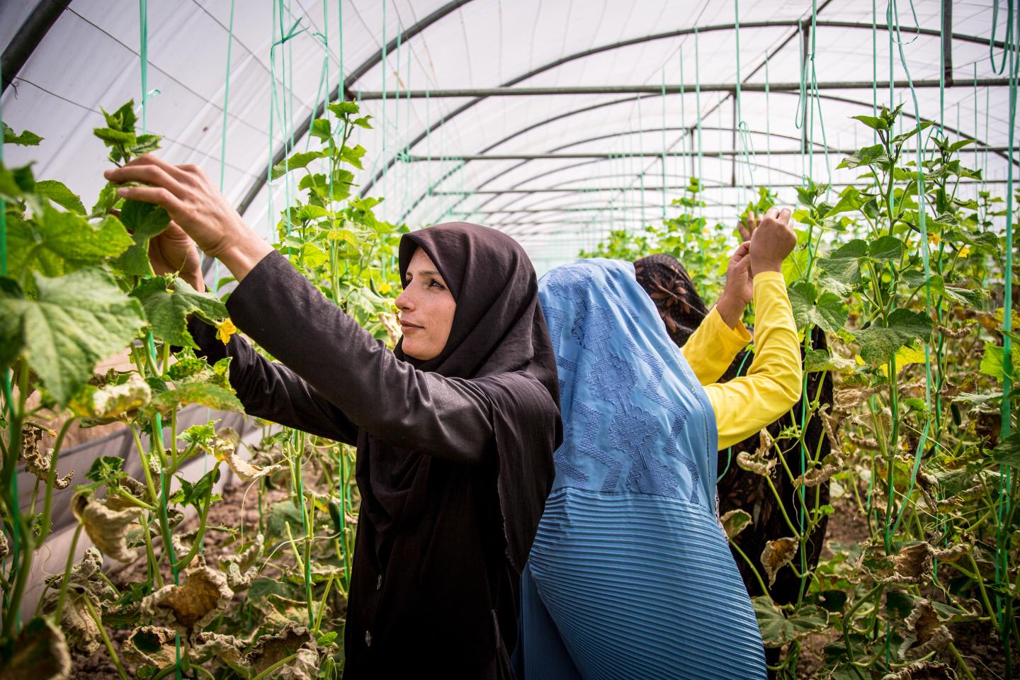 World Food Day A Call To Action For A Resilient And Equitable Global