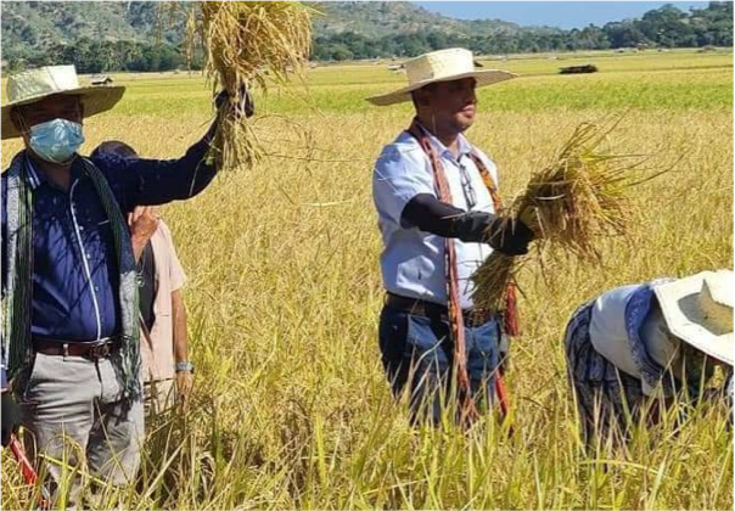JLS Rice Growing System Showing Impressive Results in Oe-Cusse | United ...
